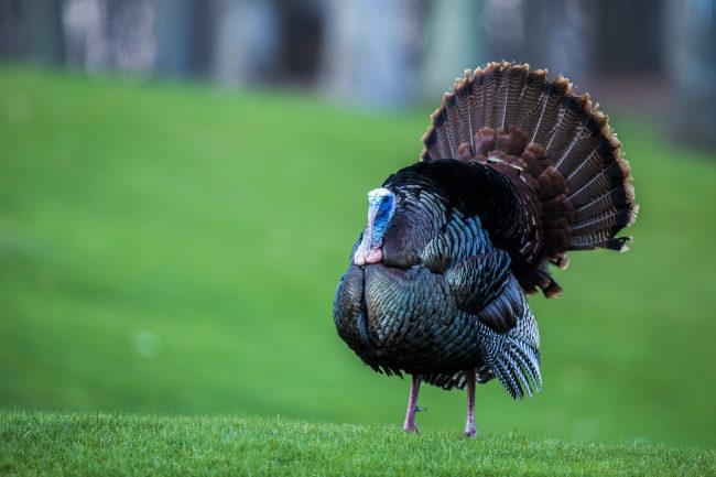 Turkey seasons continue
