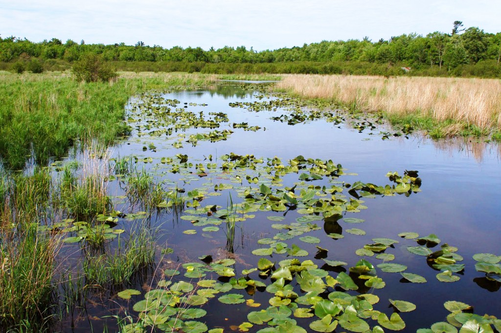 Michigan wetlands may blunt climate change
