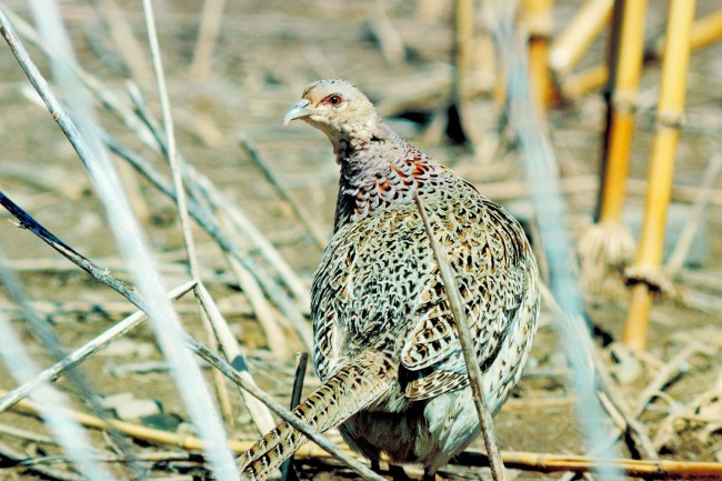 Pheasant hunters eye successful season