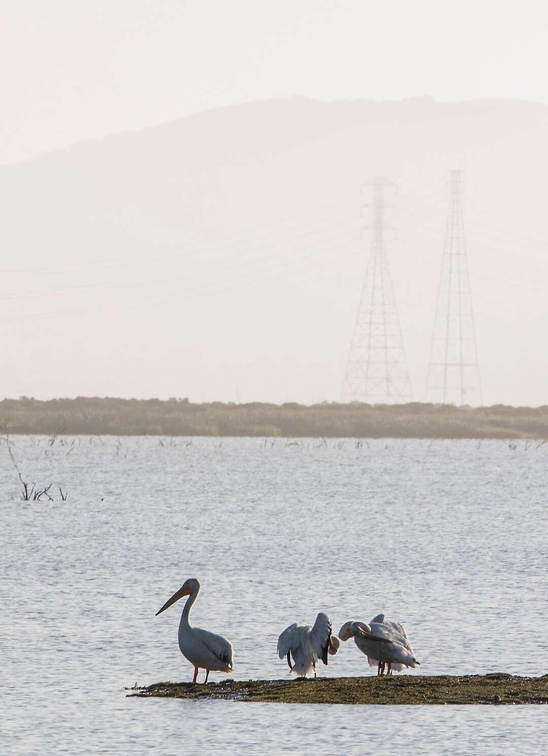 New maps show how little is left of West Coast estuaries
