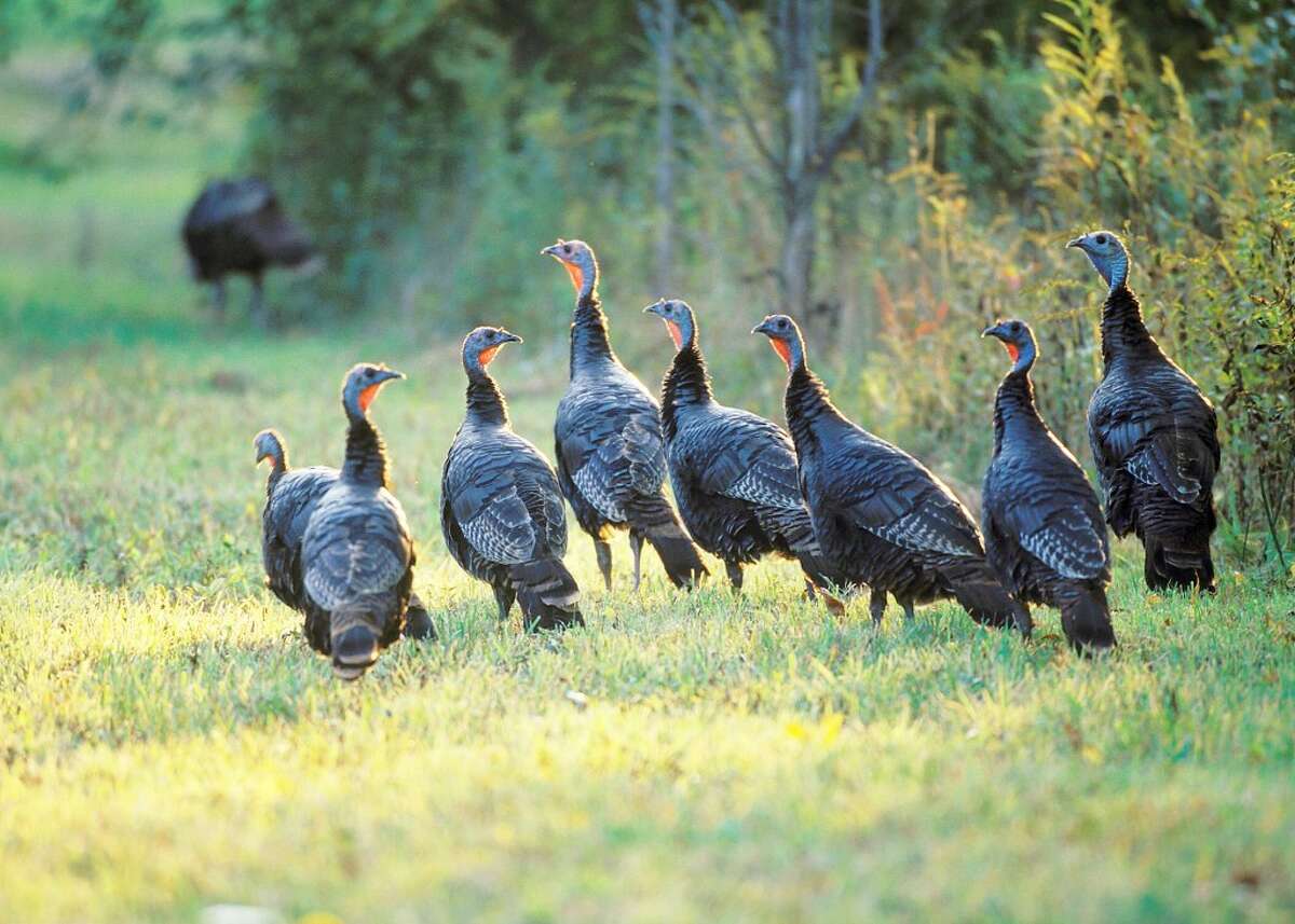 Turkeys relocated to rebuild Northern Michigan flocks