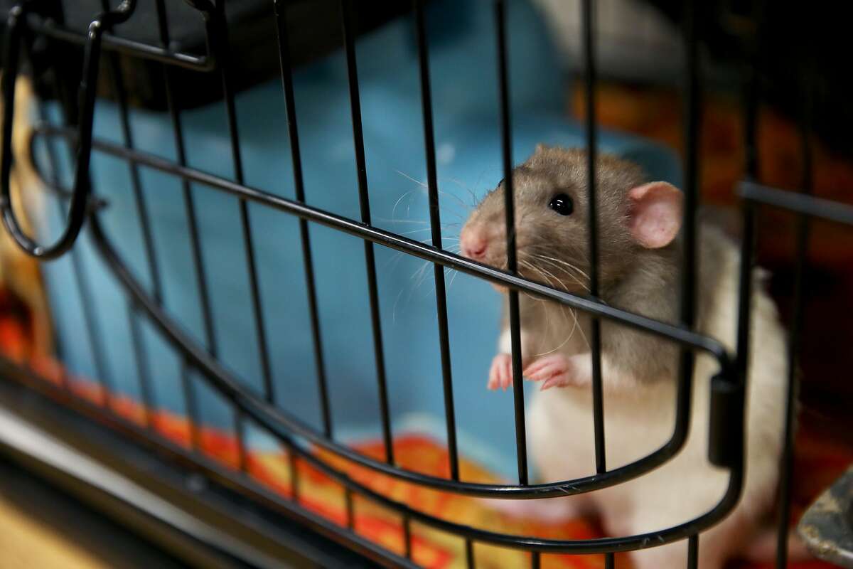 @OfficerEdith is the patron saint of San Francisco animals