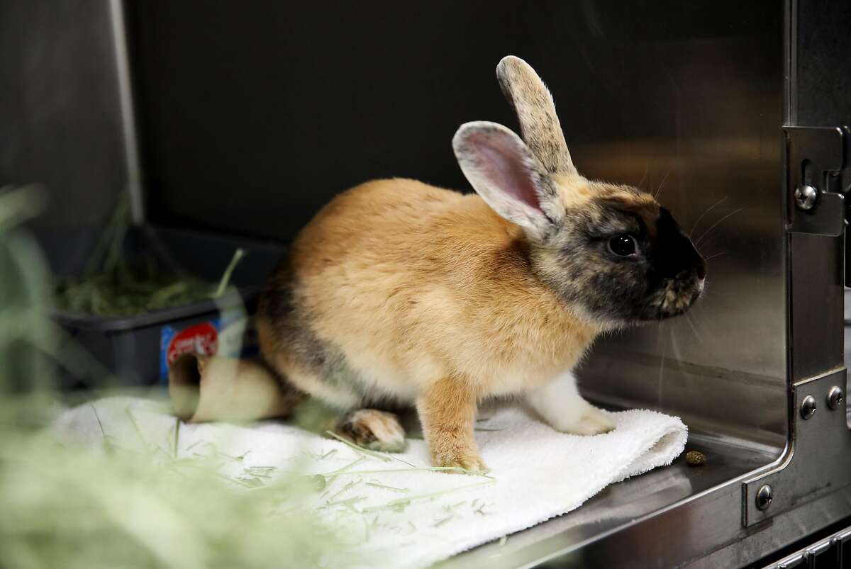 @OfficerEdith is the patron saint of San Francisco animals