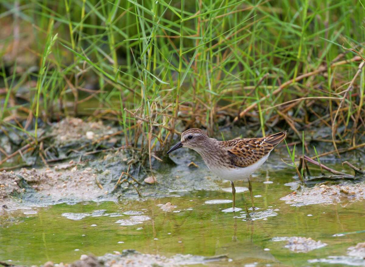 Shorebirds arrive at Texas beaches ahead of autumn