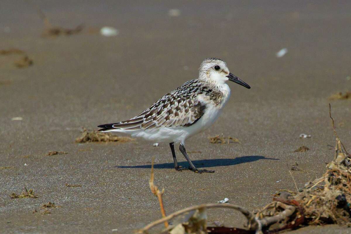 Shorebirds arrive at Texas beaches ahead of autumn - HoustonChronicle.com