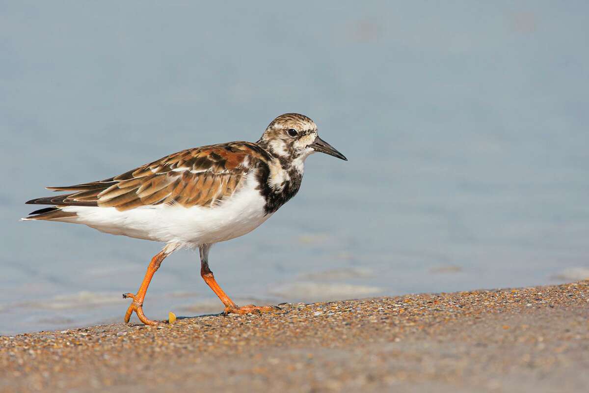 Shorebirds arrive at Texas beaches ahead of autumn