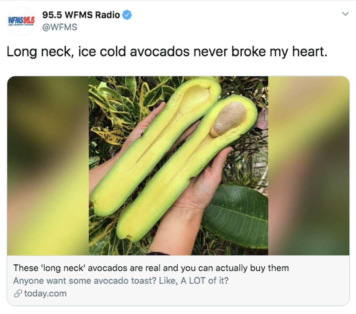 These giant avocados grown in Florida cost up to $15 each