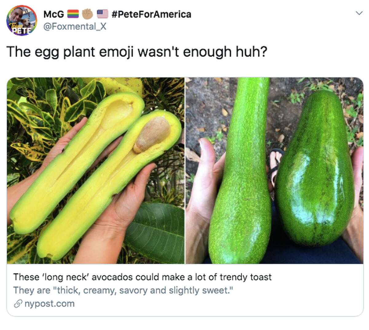 These giant avocados grown in Florida cost up to $15 each