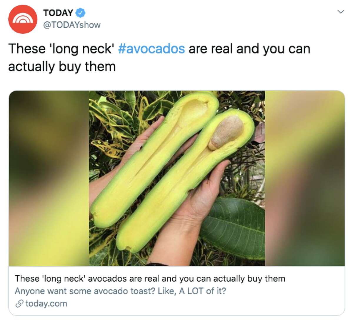 These giant avocados grown in Florida cost up to $15 each