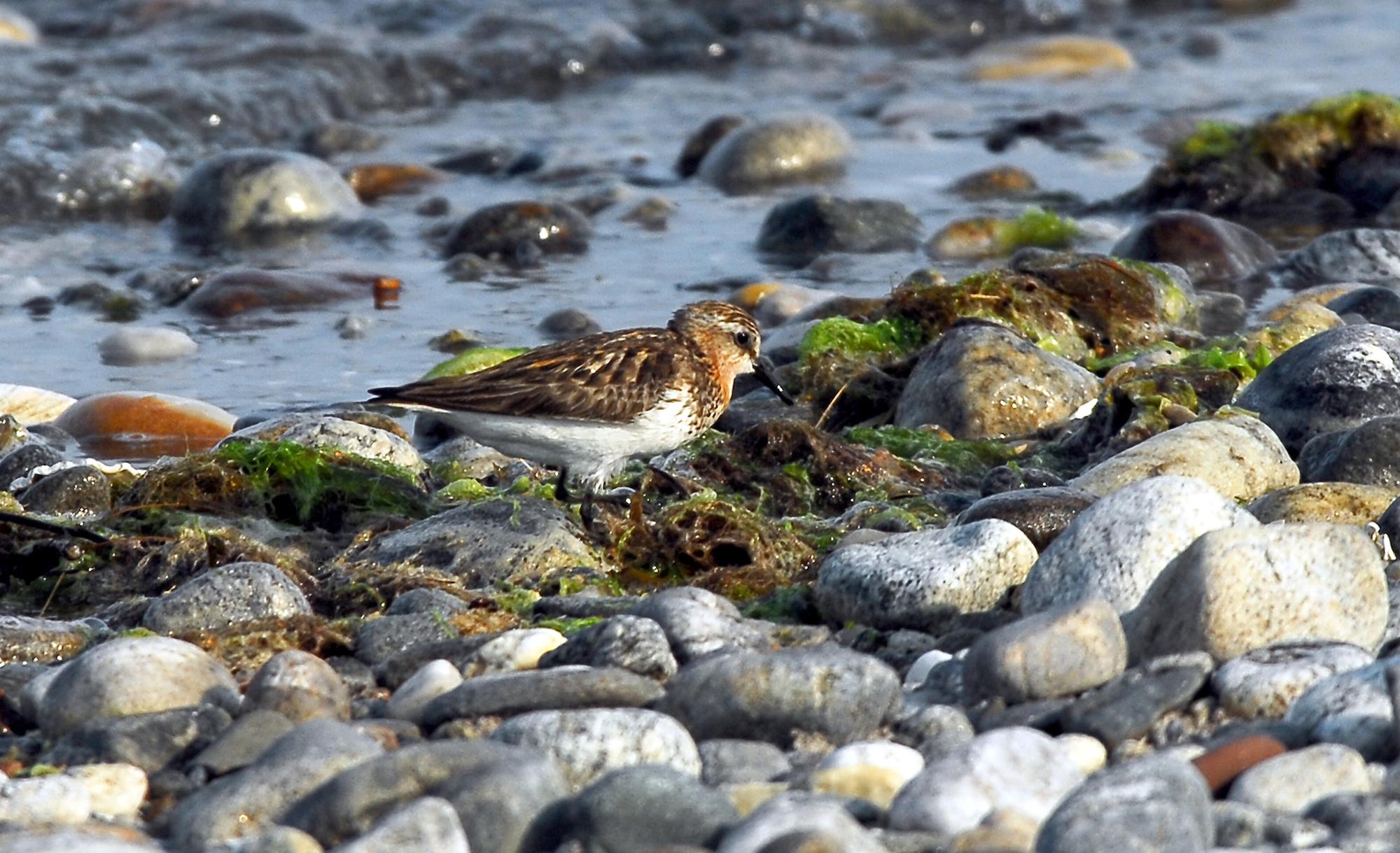 CT Audubon launches Rare Bird Alert
