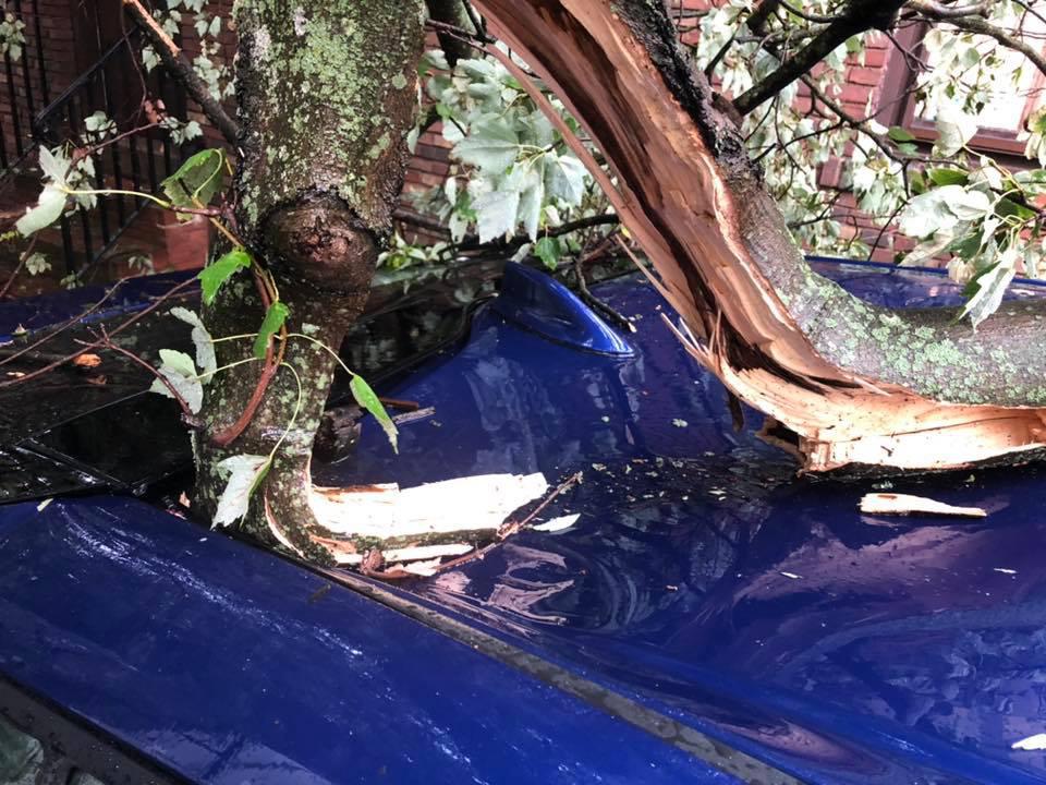 Upended by strong storm, large tree lands on ex-Middletown police chief ...