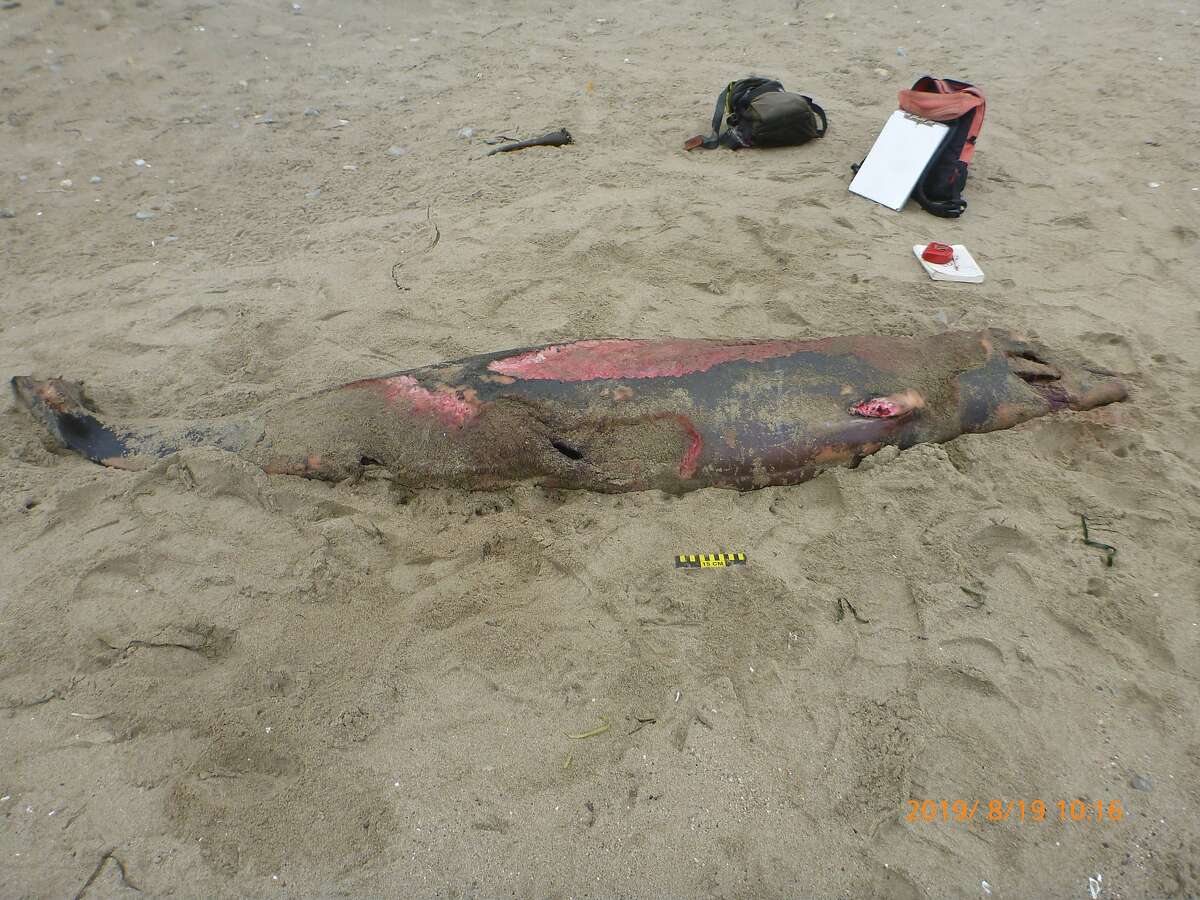 Rare Hubbs’ beaked whale found washed ashore, deceased, at Point Reyes