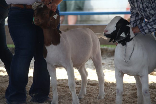 Showman compete in the Market Goat Show