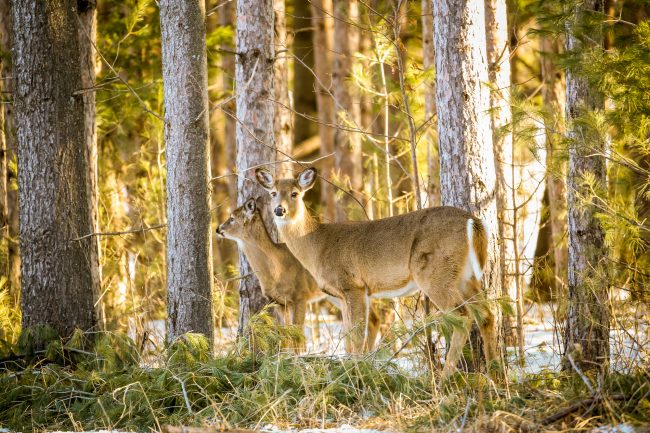 MDARD provides update on Bovine TB infected deer herds