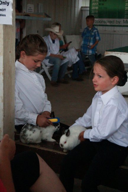 4-H kids showcase their rabbits in annual rabbit showmanship event