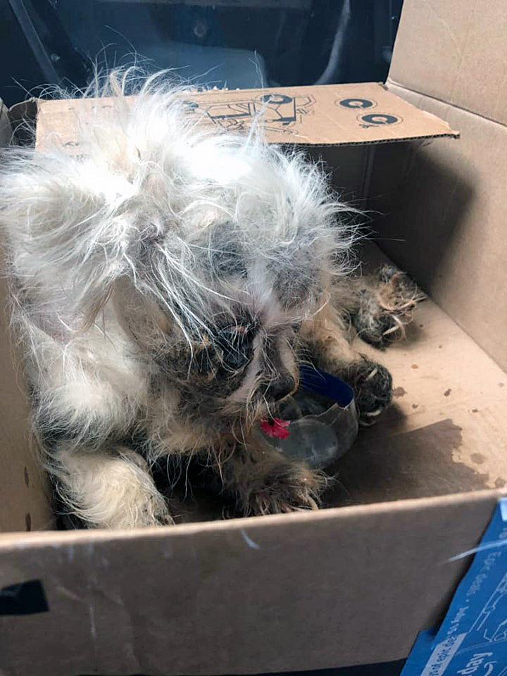 Dog left in box inside portable toilet in New Haven