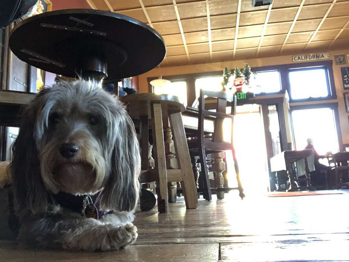 Pups, suds and grub: 16 dog-friendly bars, restaurants with patios in ...