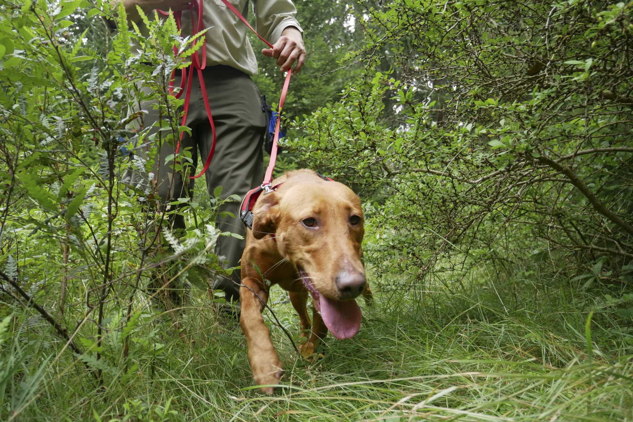 Dogs sniff out plant invaders in state parks