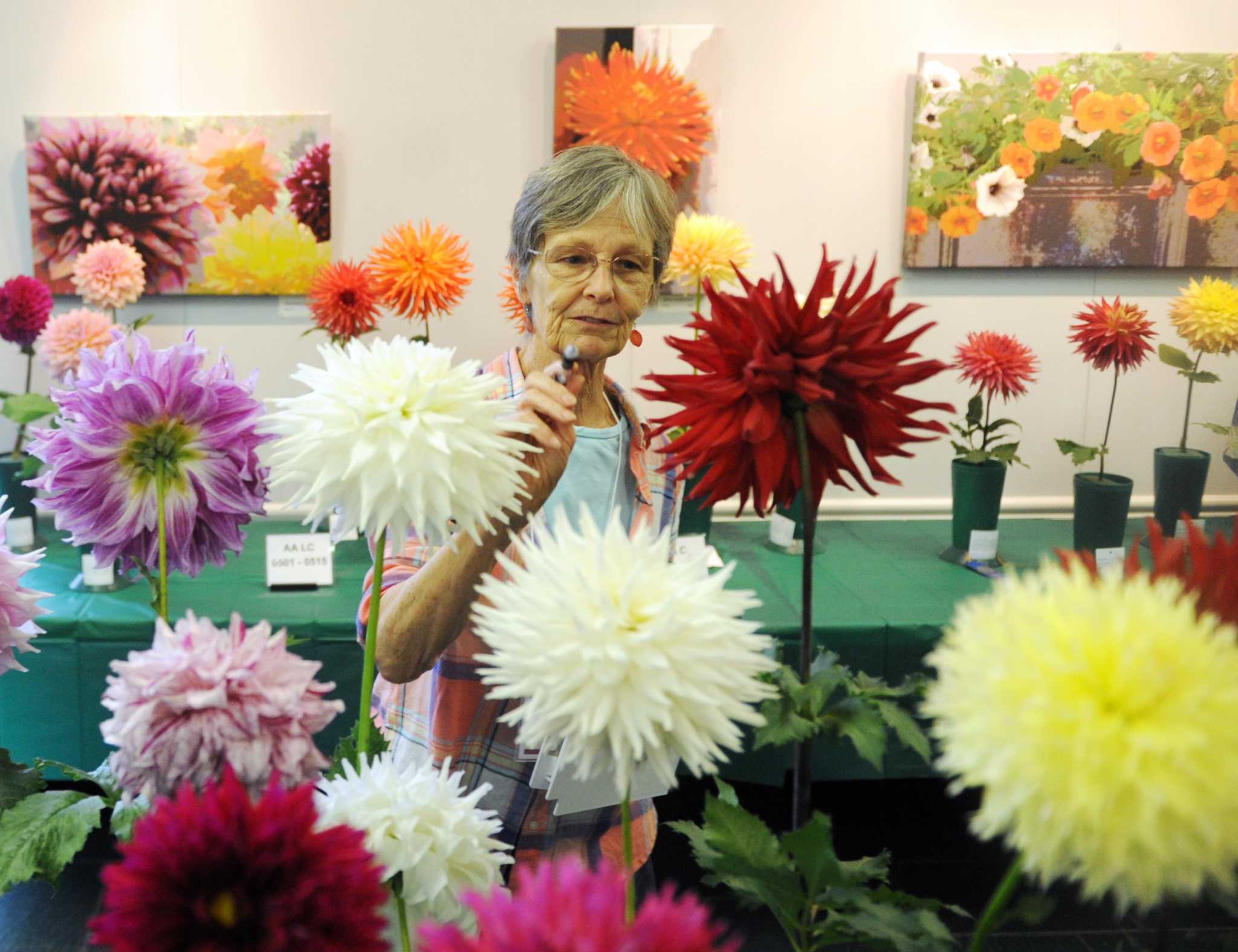 Dazzling Dahlia Show and other things to do in Greenwich
