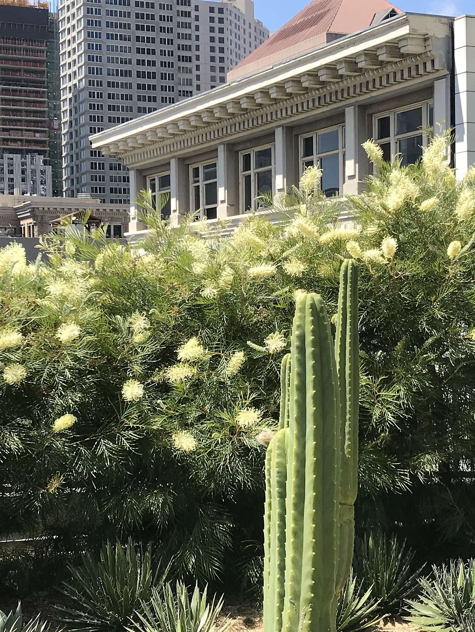 Park-topped Transbay transit center pays architectural dividends, past ...