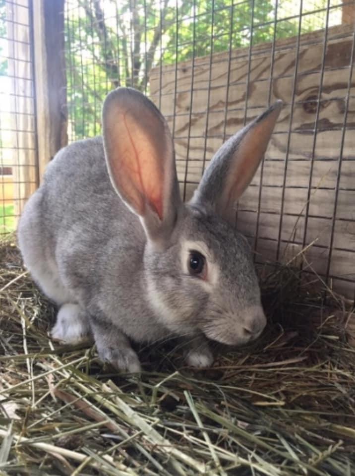 Rabbit stolen from Hamden park