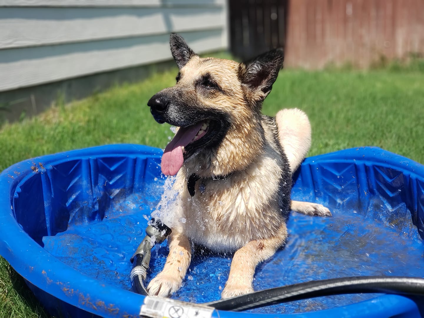 Reader submitted Photos For International Dog Day 2019