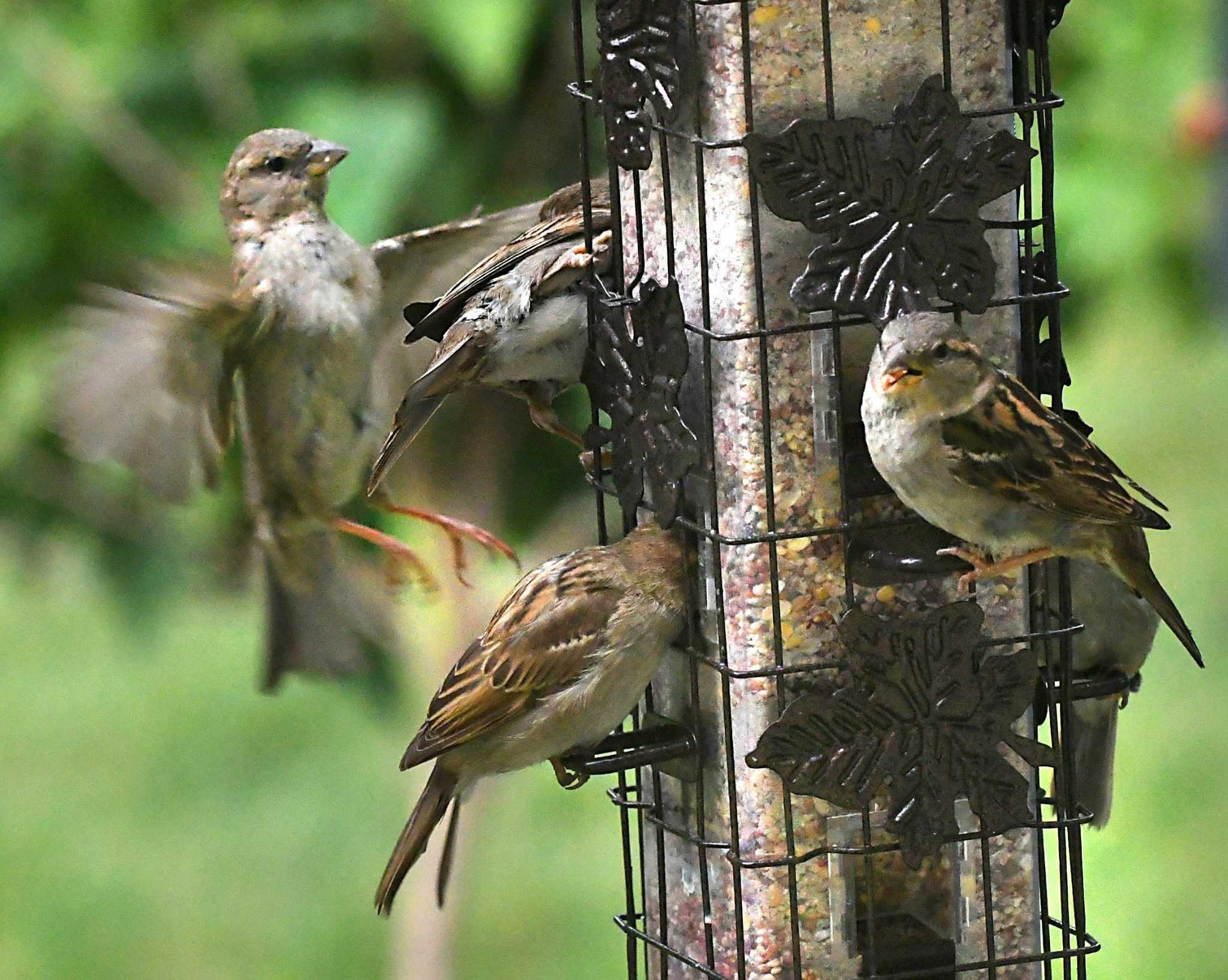 Jerry Walls: Efforts of birding enthusiasts do combat urban sprawl