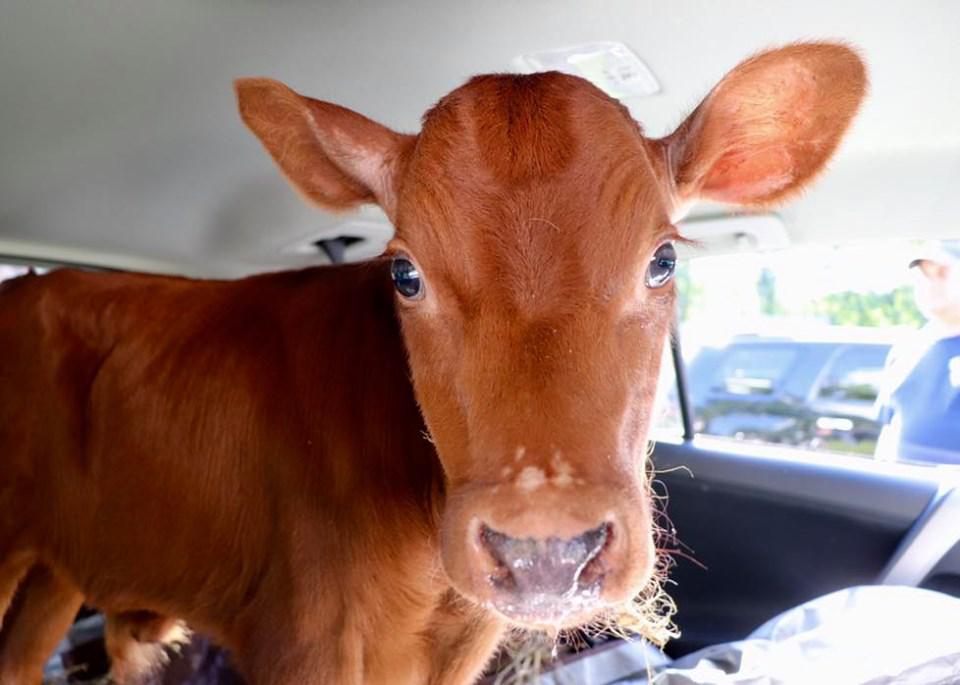 3-week-old cow zoomies: Calf rescued from death, brought to CT