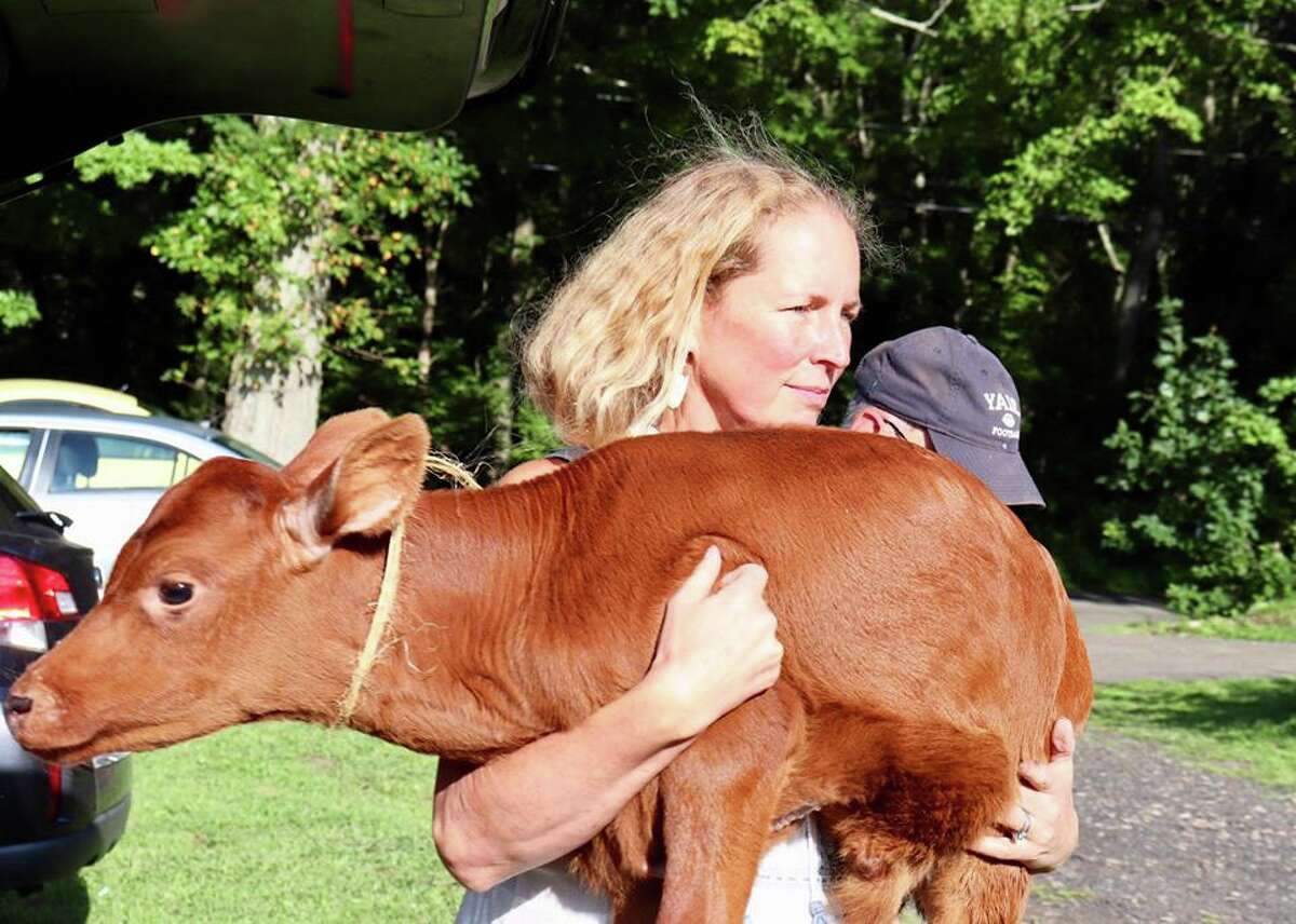 3-week-old cow zoomies: Calf rescued from death, brought to CT