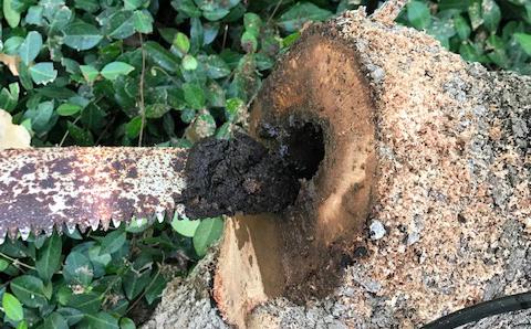 Hollow, goop-filled tree needs an arborist’s advice