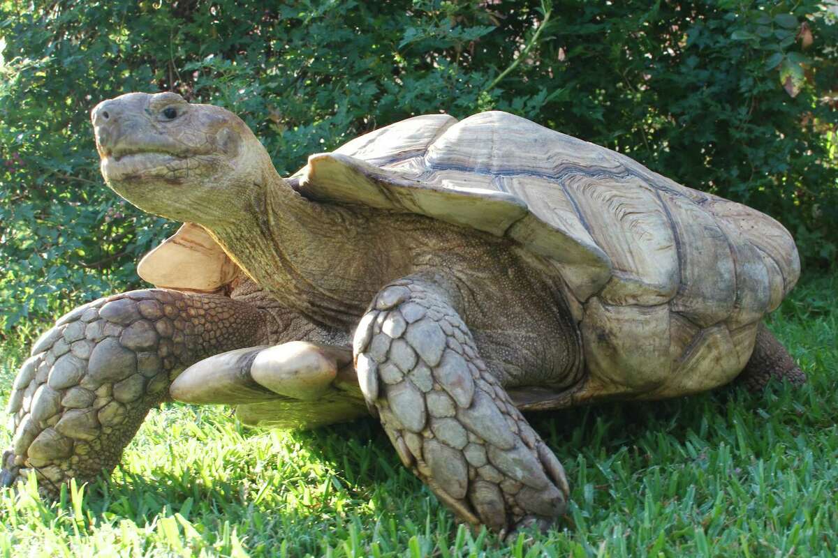 A veteran's gratitude to a tortoise inspired unusual rescue group