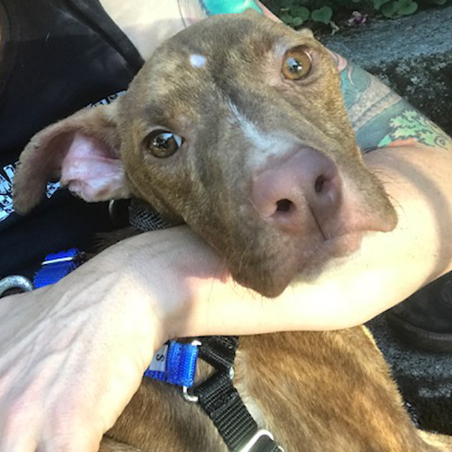 $5,000 reward offered for information regarding 3 emaciated dogs ...