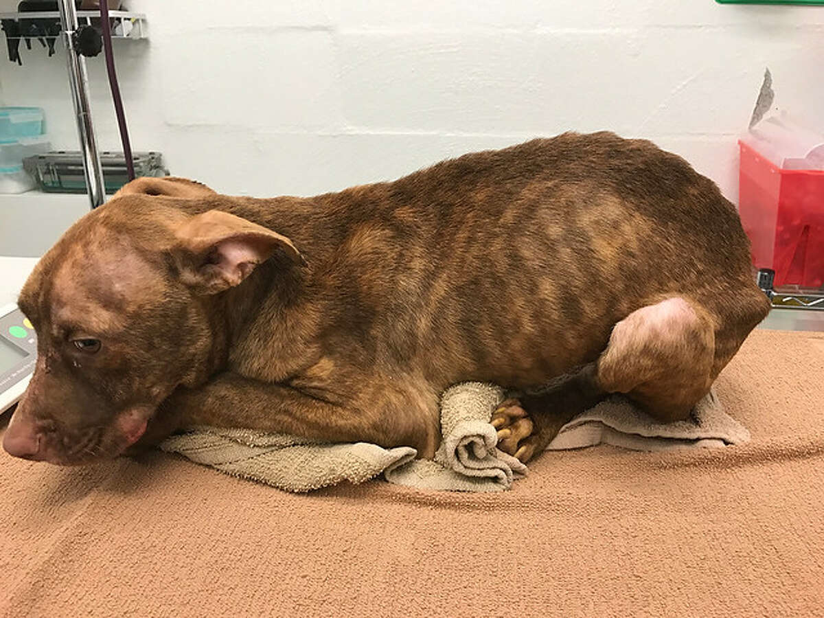 $5,000 reward offered for information regarding 3 emaciated dogs ...