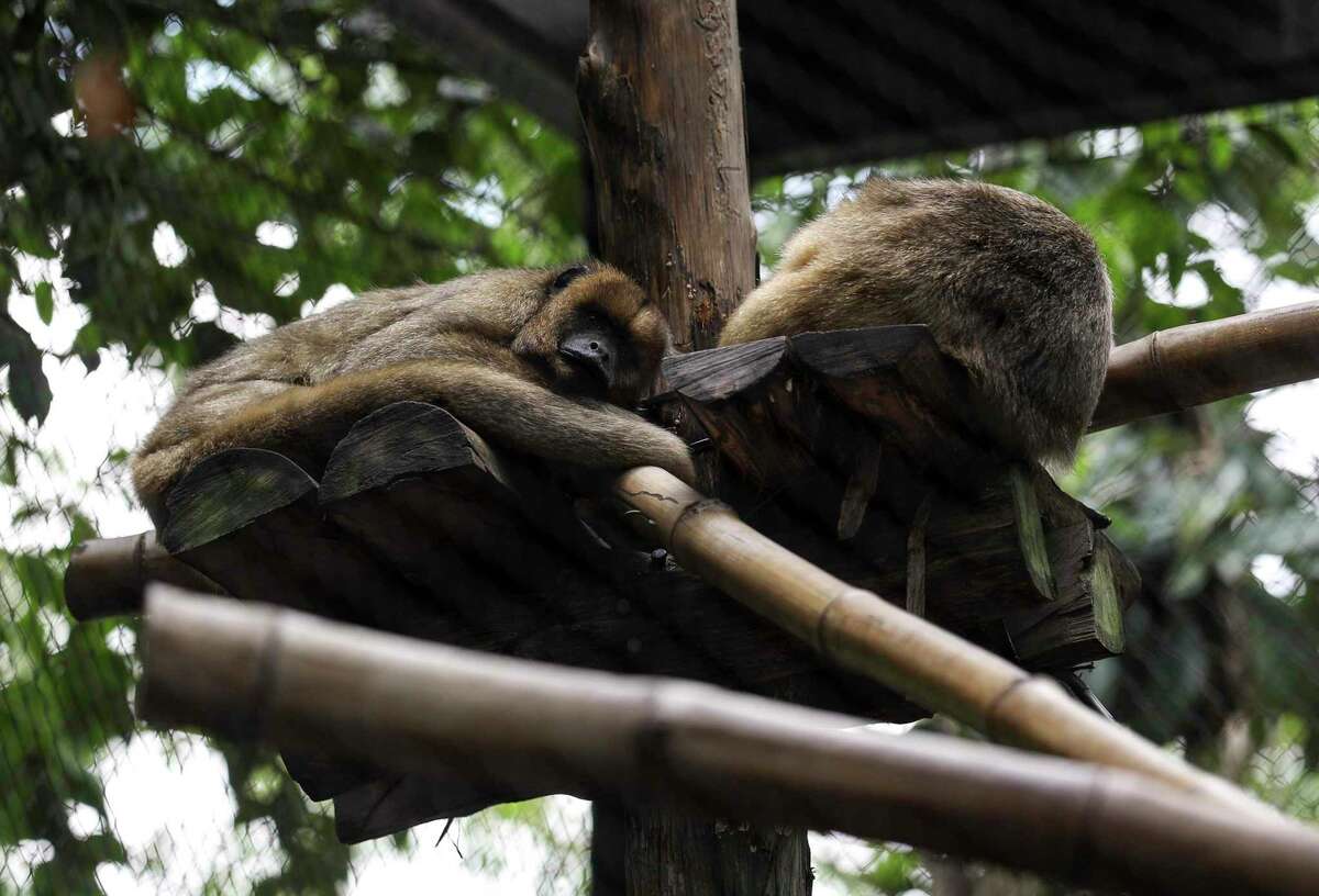 Houston Zoo eyes big changes in advance of 2022 centennial