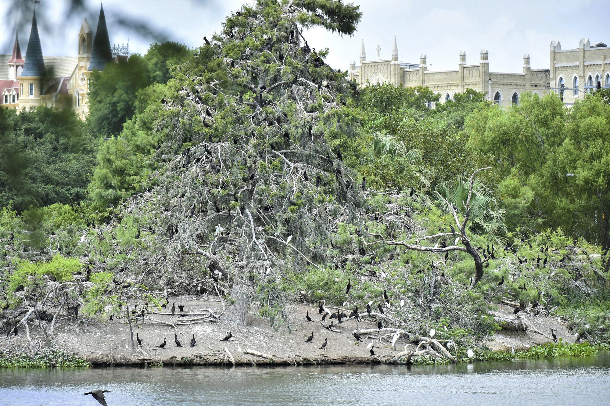 F-16 Fighting Falcon strikes bird on approach to Lackland
