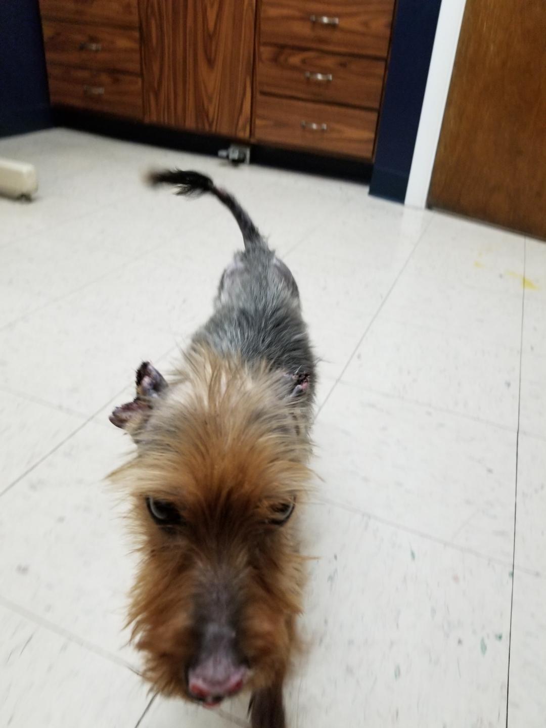 Hamden police: Dog found in pain, tied to apartment building recovering ...