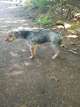 Hamden police: Dog found in pain, tied to apartment building recovering ...