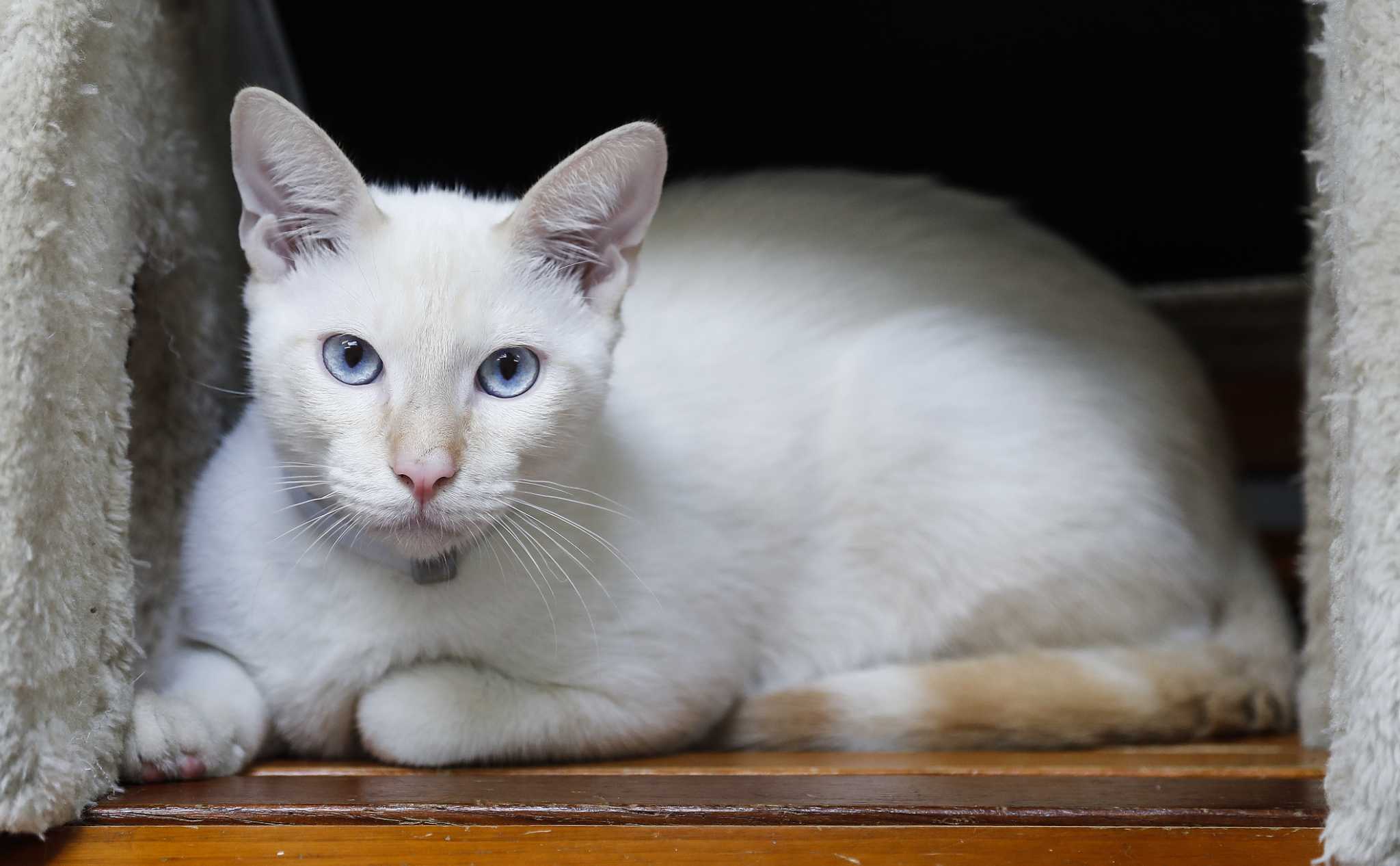 Pets of the Week: BARC Animal Shelter