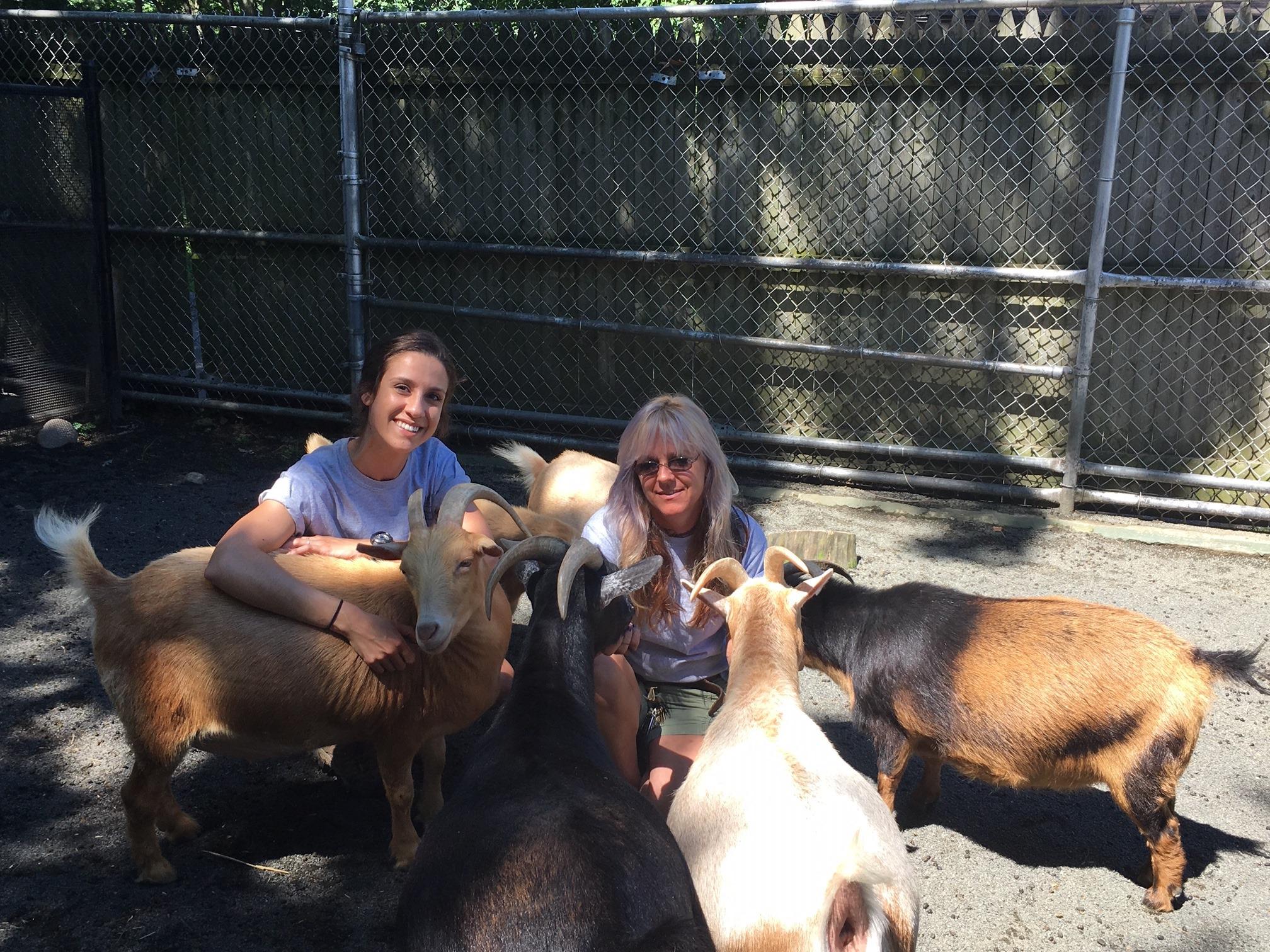 Beardsley zoo farmyard closed during renovation
