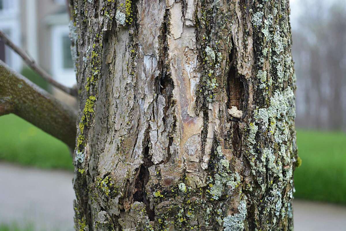 Emerald ash borer infestation could increase tree work budget