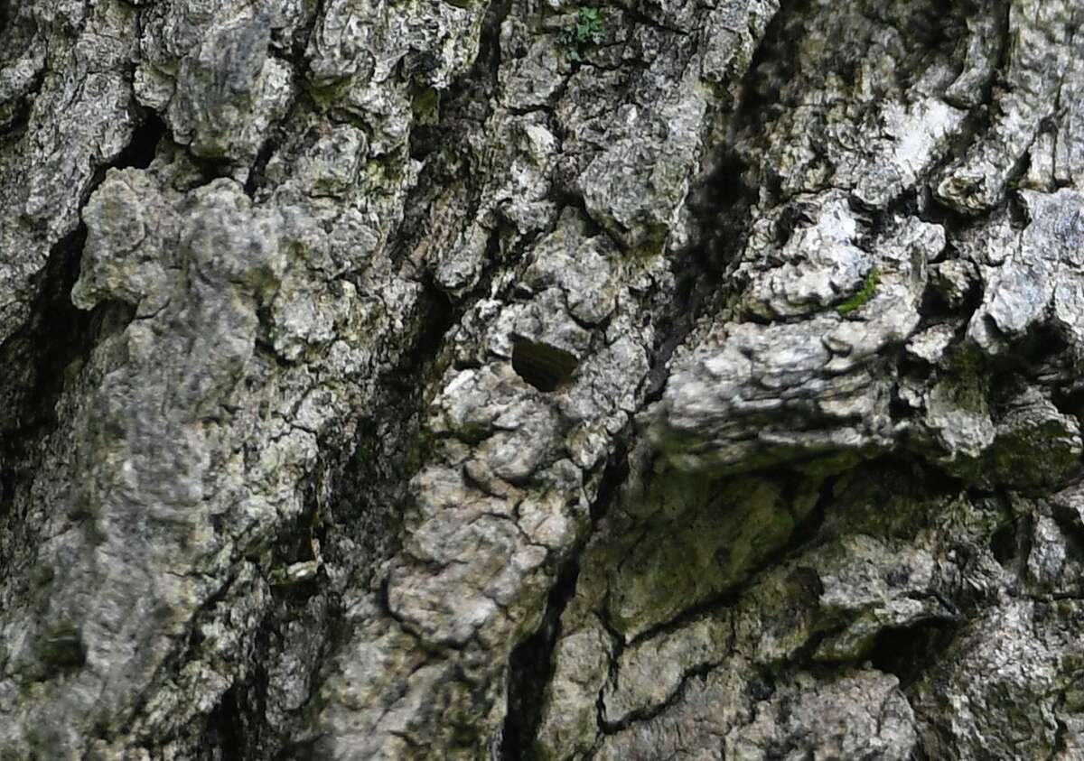 Emerald ash borer infestation could increase tree work budget