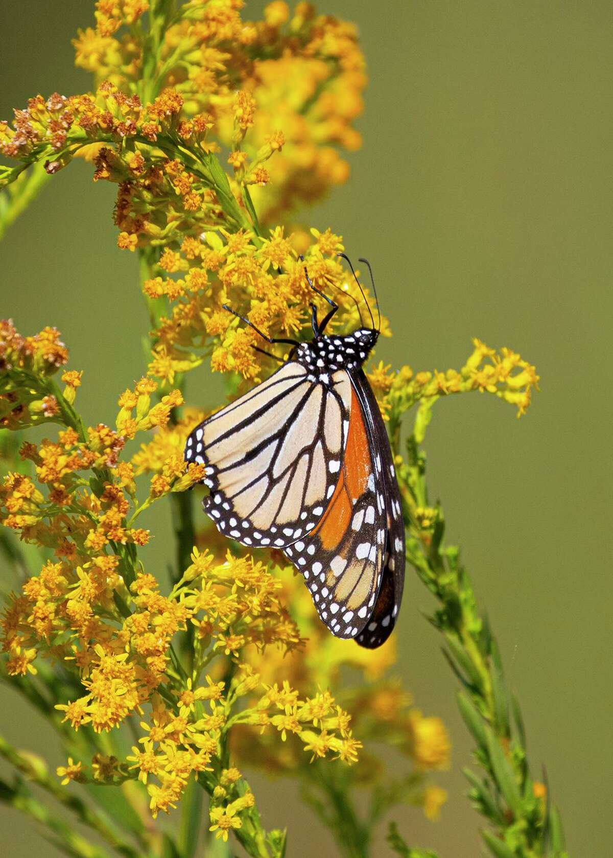 Monarch butterflies begin their extraordinary migration through Texas