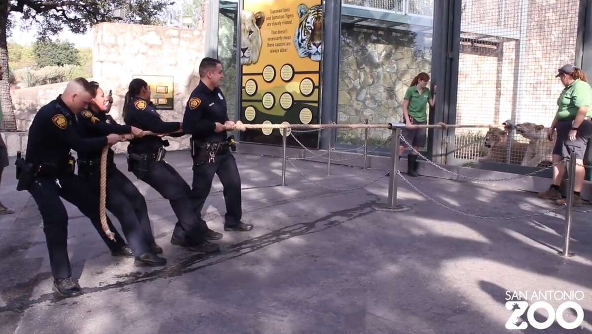 SAPD plays tug-of-'roar' with lions at San Antonio Zoo