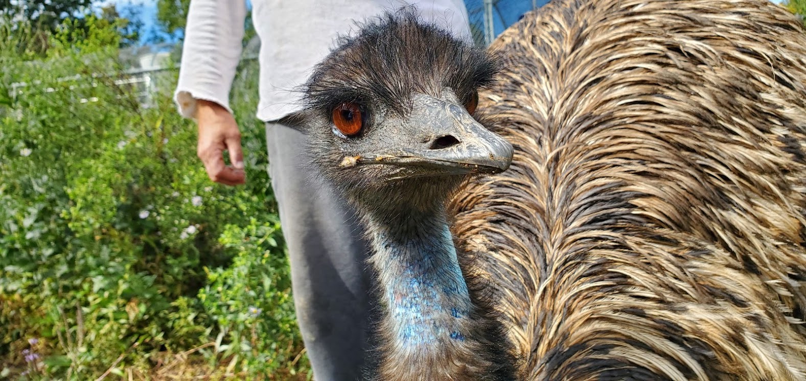 Churchill: After fire, Berkshire Bird Paradise flies on