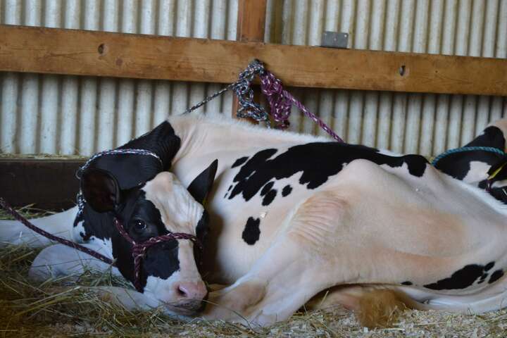 Here's what to know before you go to the North Haven Fair is this week