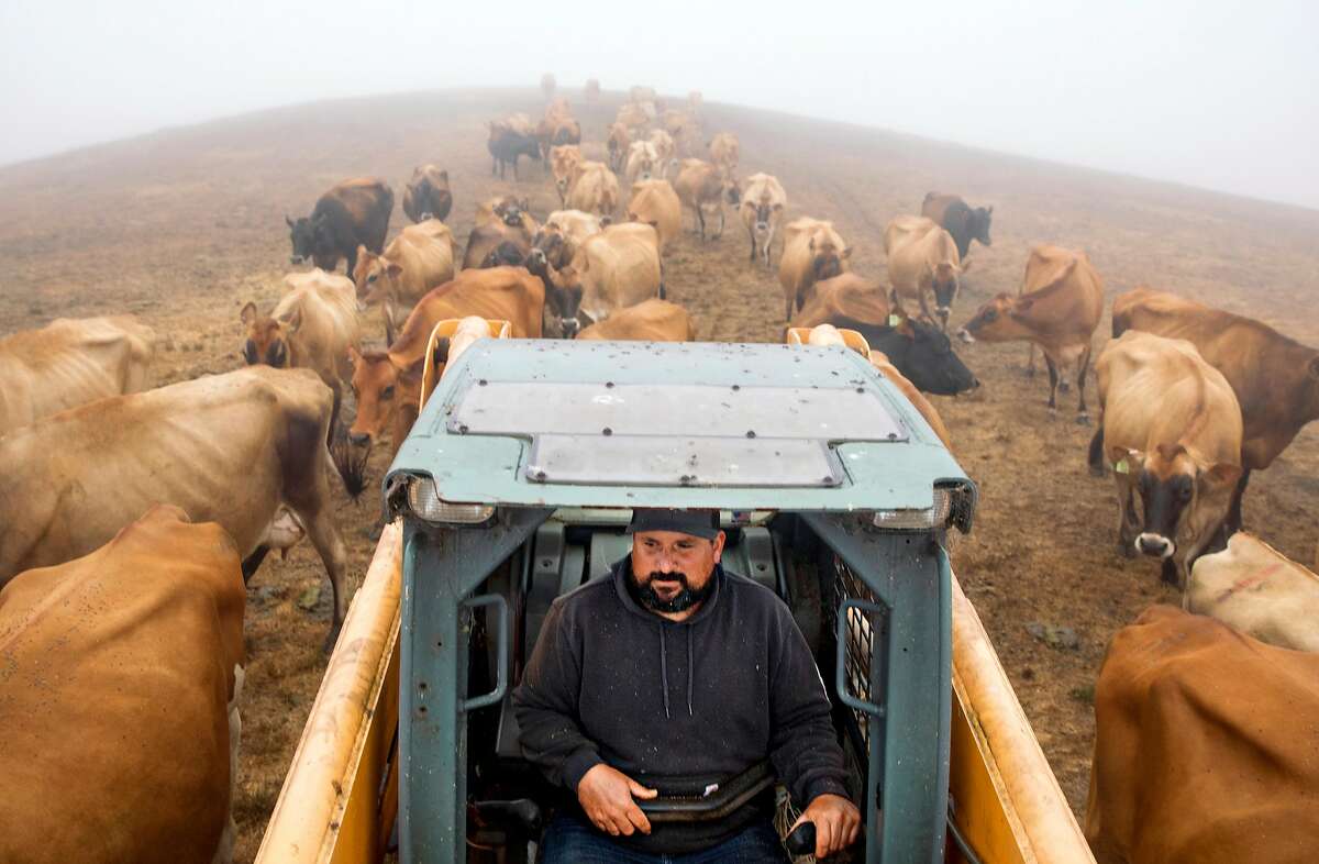 Young dairy farmers continue Marin-Sonoma ranching tradition, stick to ...