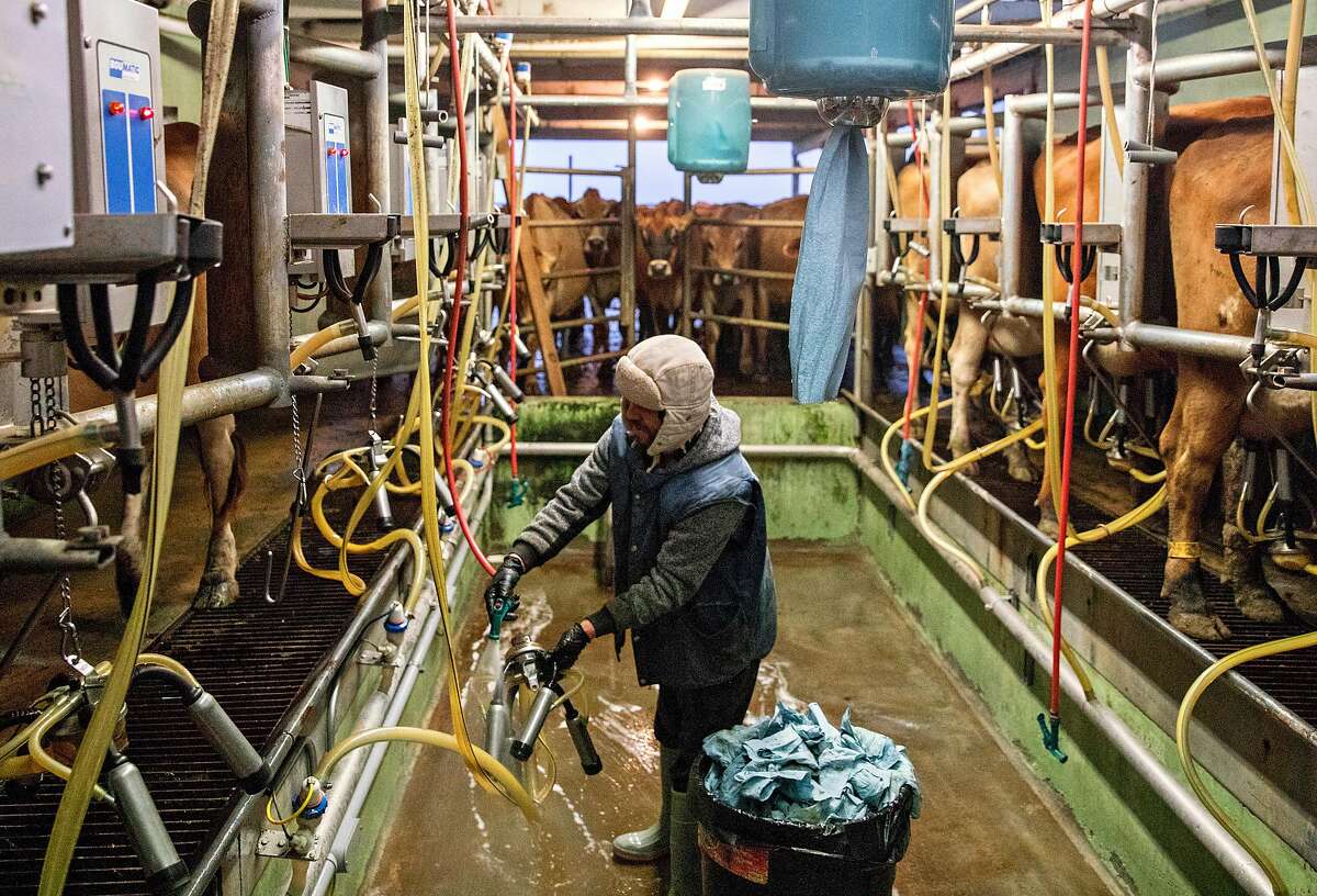 Young dairy farmers continue Marin-Sonoma ranching tradition, stick to ...