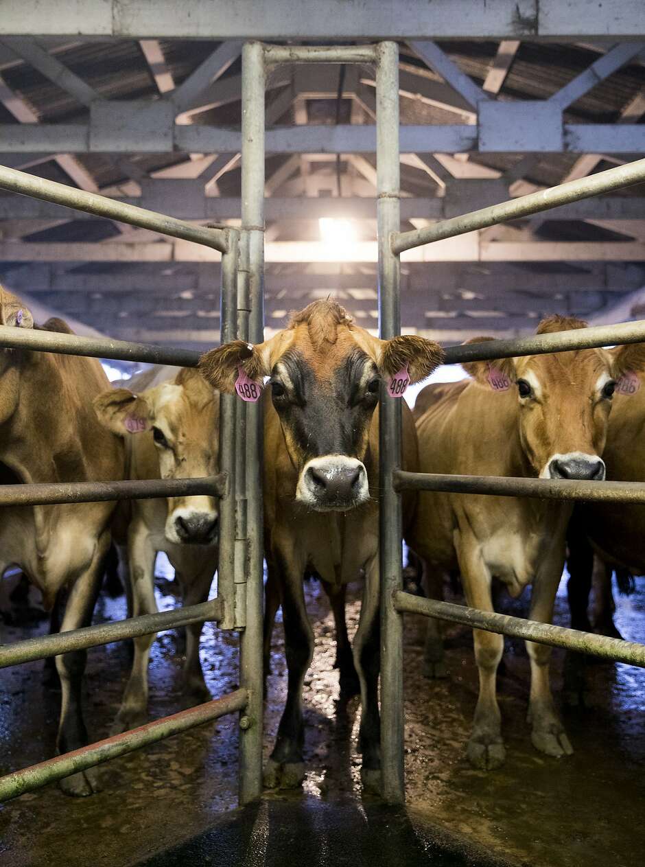 Young dairy farmers continue Marin-Sonoma ranching tradition, stick to ...