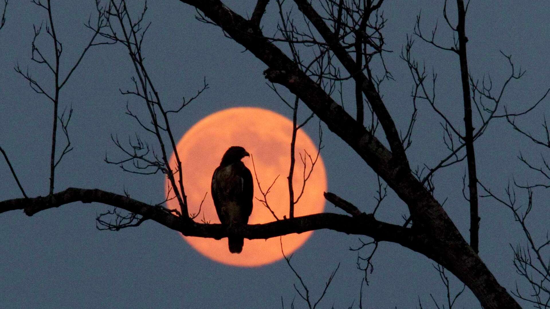 A harvest moon rises over Connecticut Monday. Here's what that means.