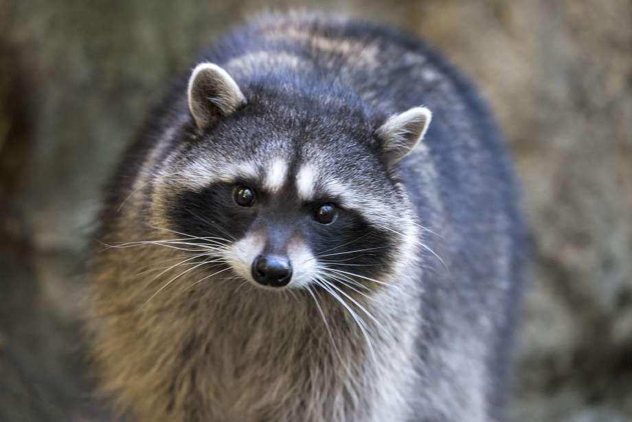 Warning issued on raccoon bites near Greenwich